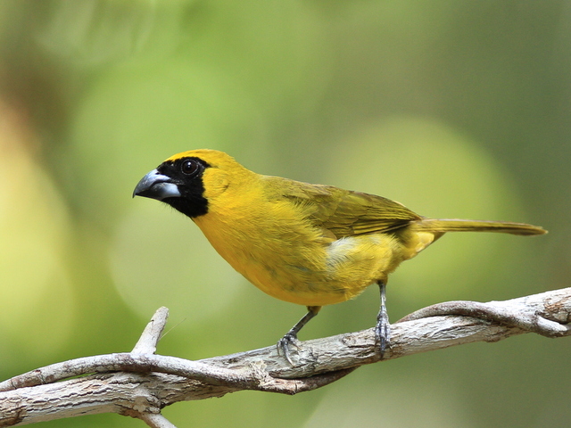 furriel (Caryothraustes brasiliensis) | WikiAves - A Enciclopédia das ...