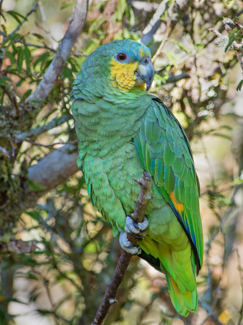 Foto curica (Amazona amazonica) Por Cláudio Dias Timm | Wiki Aves - A ...