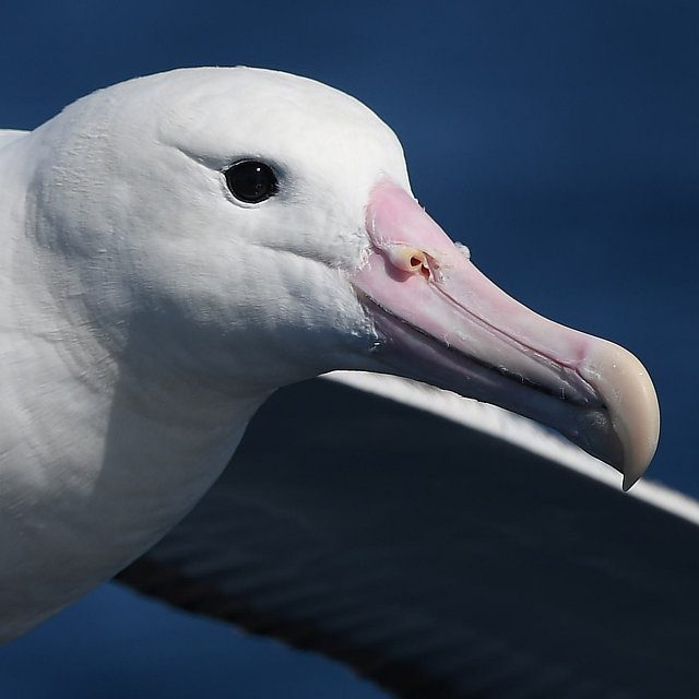 Foto albatroz-real (Diomedea epomophora) Por Daniel Hinckley | Wiki ...