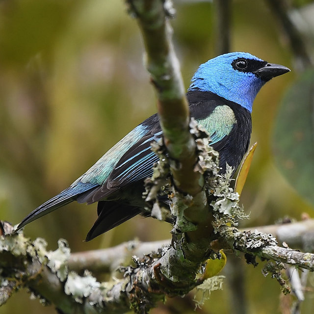 Foto saíra-de-cabeça-azul (Stilpnia cyanicollis) Por Daniel Hinckley ...