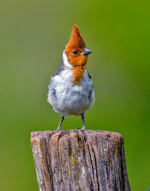 Foto cardeal (Paroaria coronata) Por Rubens de Oliveira | Wiki Aves - A ...