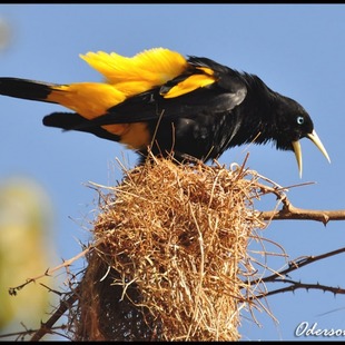 xexéu (Cacicus cela) | WikiAves - A Enciclopédia das Aves do Brasil