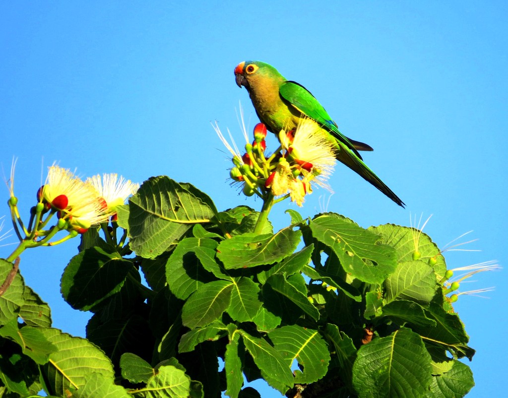Foto periquito-rei (Eupsittula aurea) Por André Mendonça | Wiki Aves ...