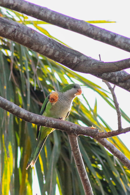 Foto caturrita (Myiopsitta monachus) Por Isabella Surjus | Wiki Aves ...