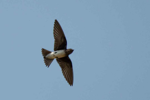 Foto Progne sp. (Progne sp.) Por Norton Lages | Wiki Aves - A ...
