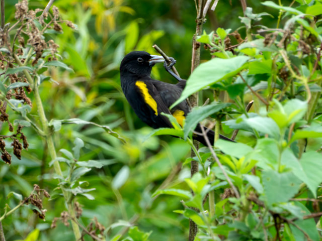 Foto tecelão (Cacicus chrysopterus) Por Daniel Kemmerich | Wiki Aves ...