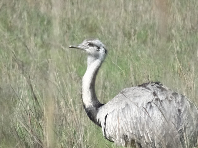 Foto ema (Rhea americana) Por Mariana Costa | Wiki Aves - A ...