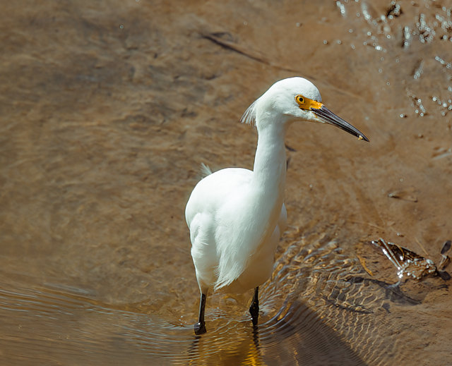 Foto garça-branca-pequena (Egretta thula) Por Mario Polidoro | Wiki ...