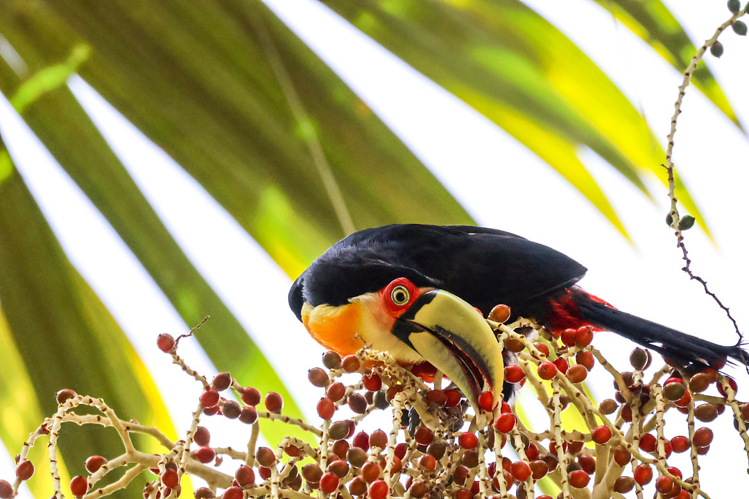 Foto tucano-de-bico-verde (Ramphastos dicolorus) Por Mateus Sales ...