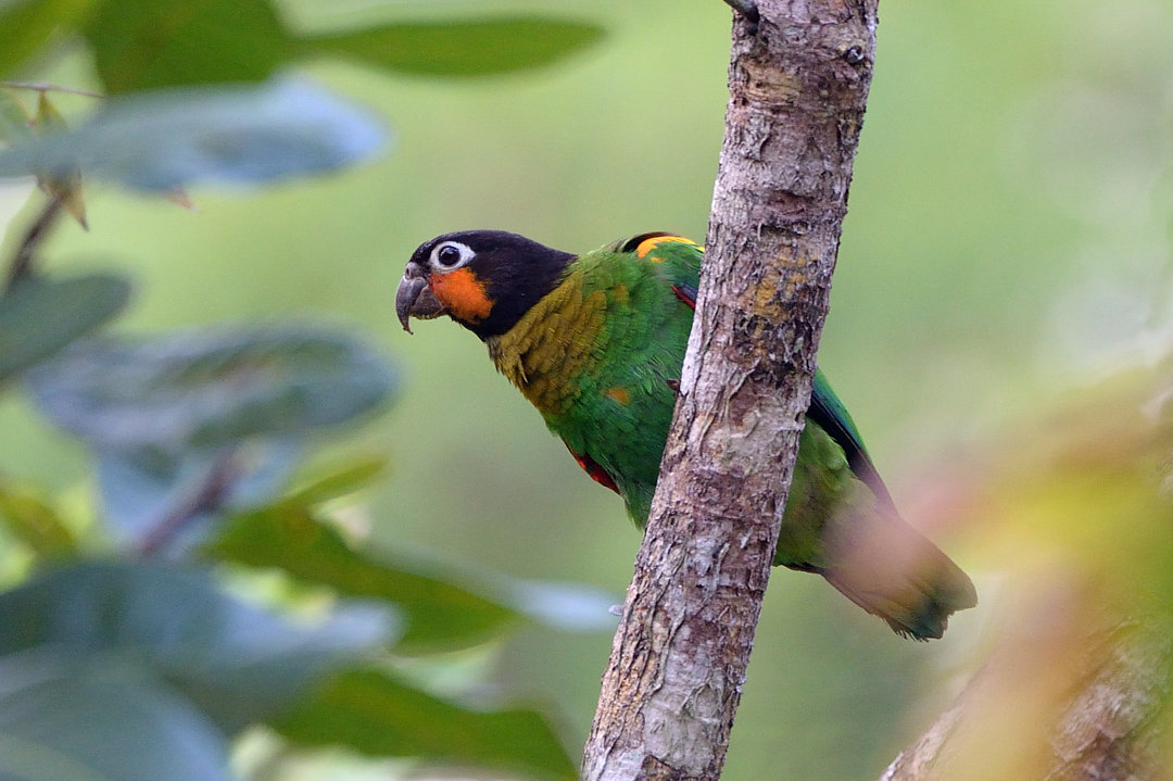 Foto curica-de-bochecha-laranja (Pyrilia barrabandi) Por Rodrigo ...