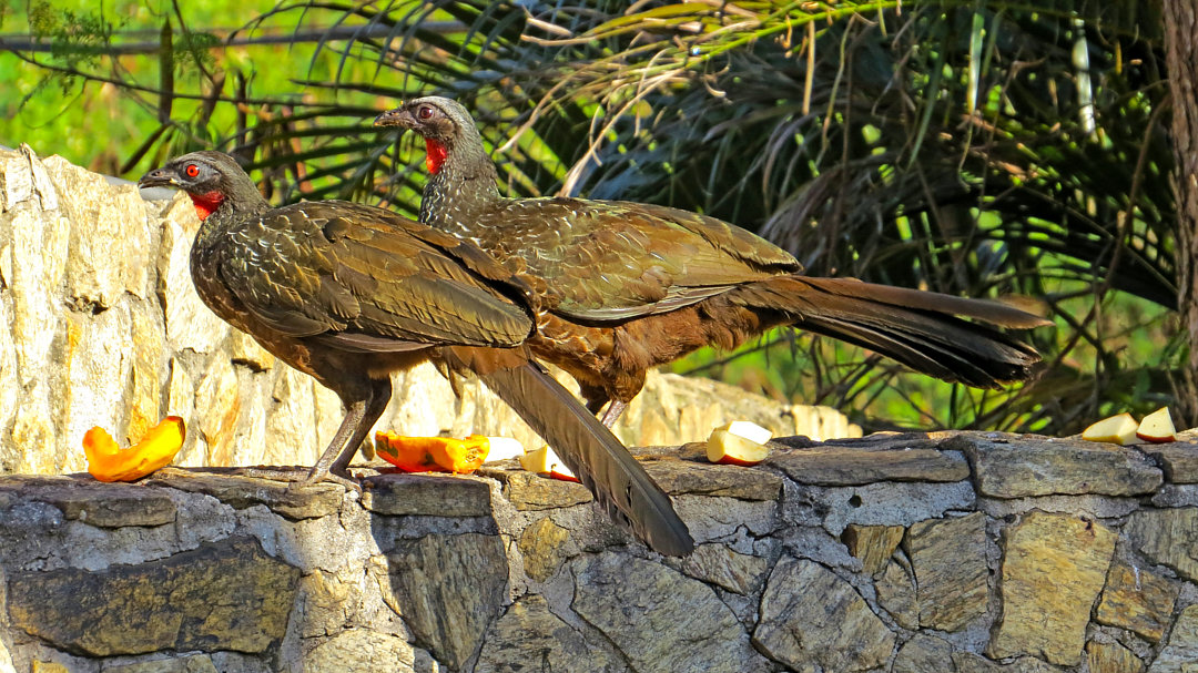 Foto jacuguaçu (Penelope obscura) Por Leonardo Martelli | Wiki Aves - A ...
