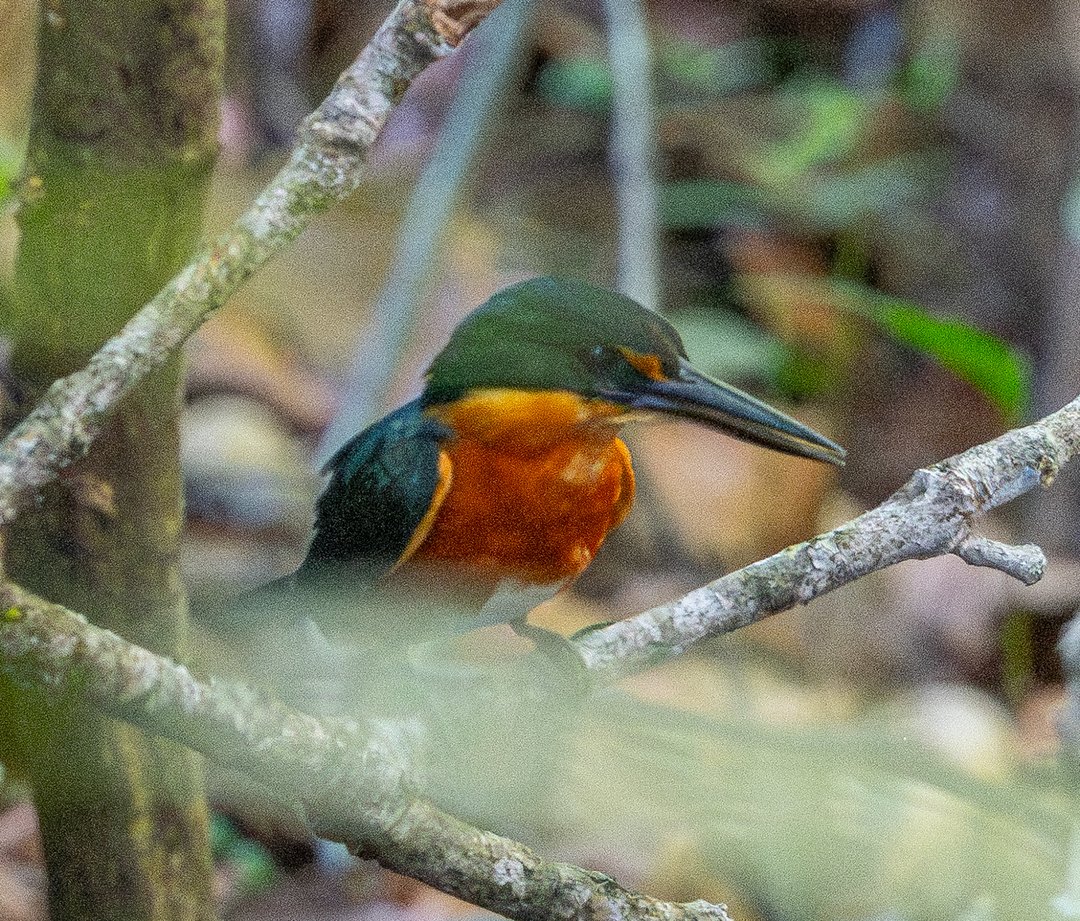 Foto martim-pescador-miúdo (Chloroceryle aenea) Por Mats Hildeman ...
