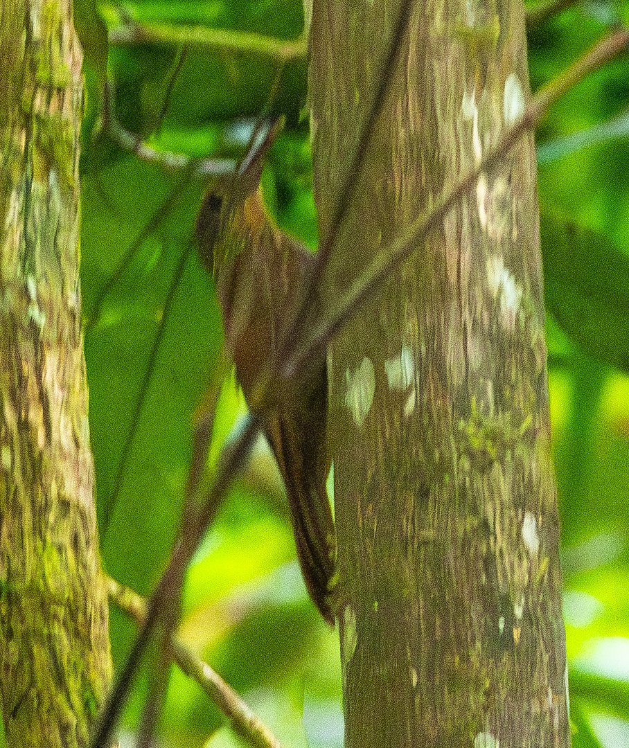 Foto arapaçu-assobiador (Xiphorhynchus pardalotus) Por Mats Hildeman ...