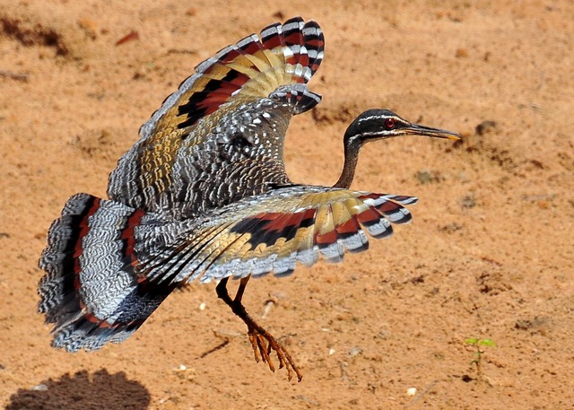 Eurypygidae | WikiAves - A Enciclopédia das Aves do Brasil