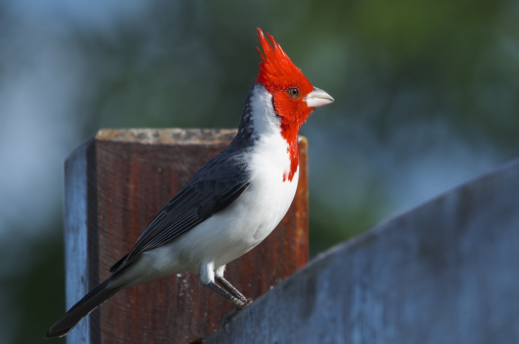 Foto cardeal (Paroaria coronata) Por Ronaldo Koloszuk | Wiki Aves - A ...