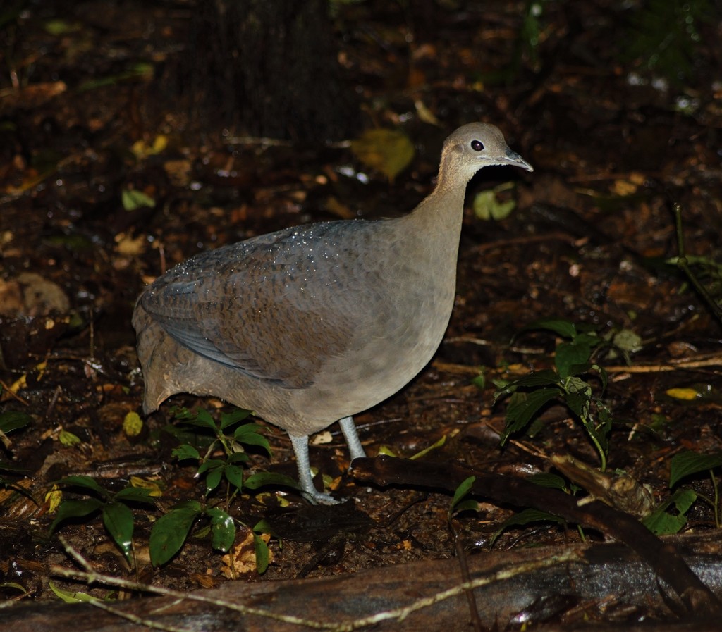 Foto macuco (Tinamus solitarius) Por Guilherme K. Rodrigues | Wiki Aves ...