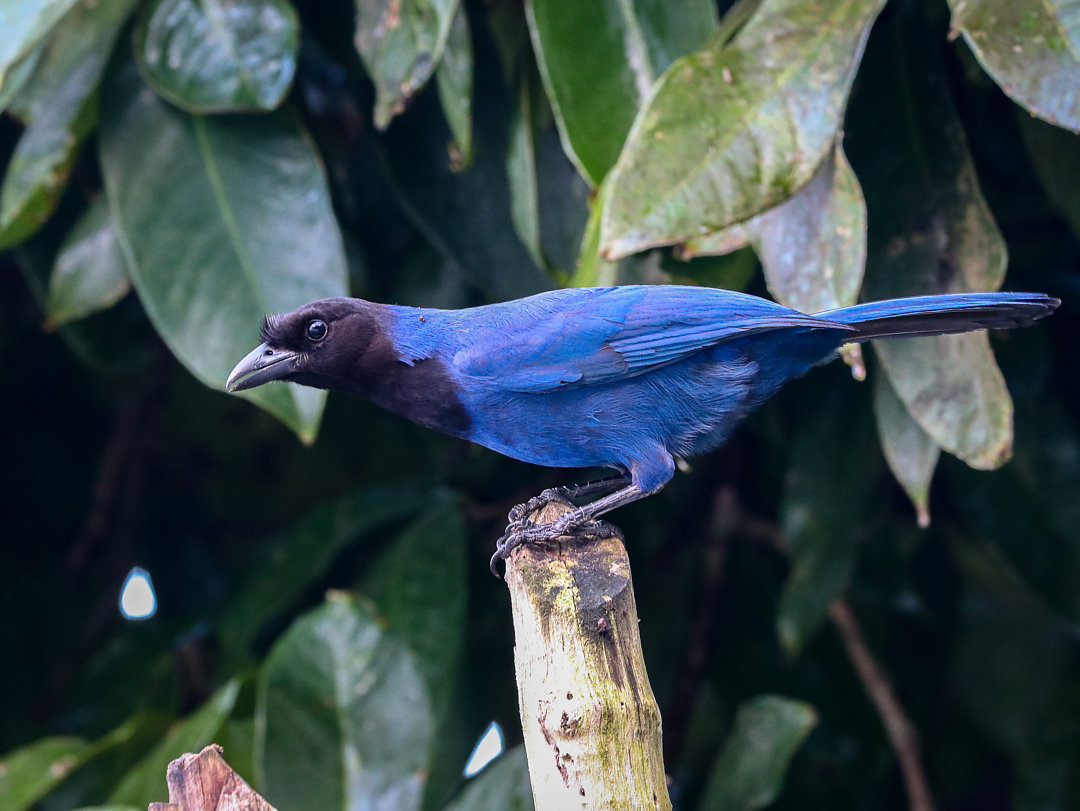 Foto gralha-azul (Cyanocorax caeruleus) Por Marco R. Costa | Wiki Aves ...