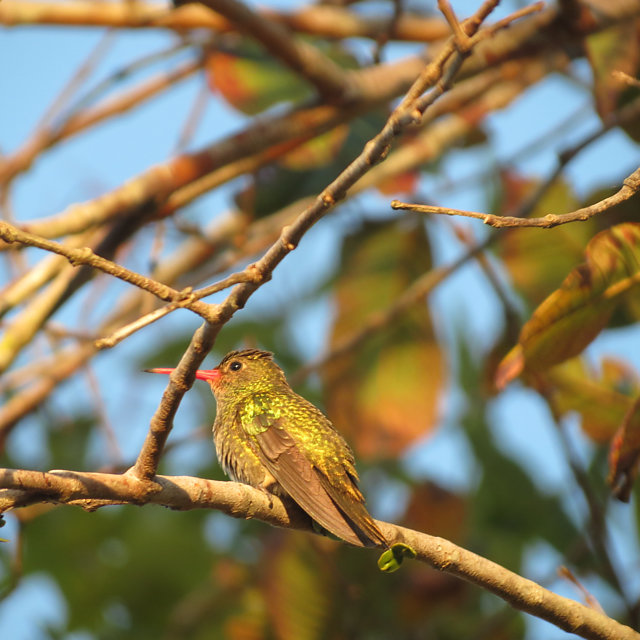 Foto beija-flor-dourado (Hylocharis chrysura) Por Cris Yoshida | Wiki ...