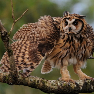 coruja-orelhuda (Asio clamator) | WikiAves - A Enciclopédia das Aves do ...
