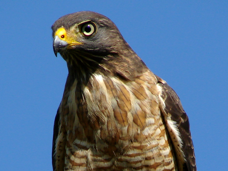 Foto gavião-carijó (Rupornis magnirostris) Por Vanildo Cesar Muzi ...