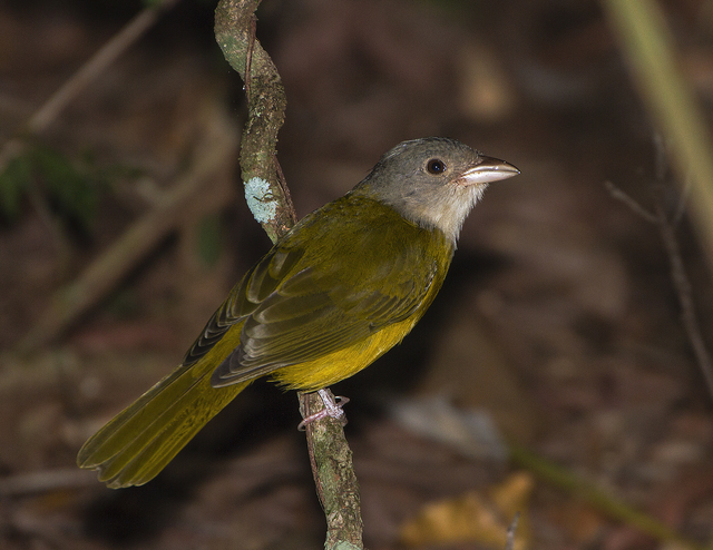 Foto pipira-da-taoca (Eucometis penicillata) Por Leonardo Amui | Wiki ...