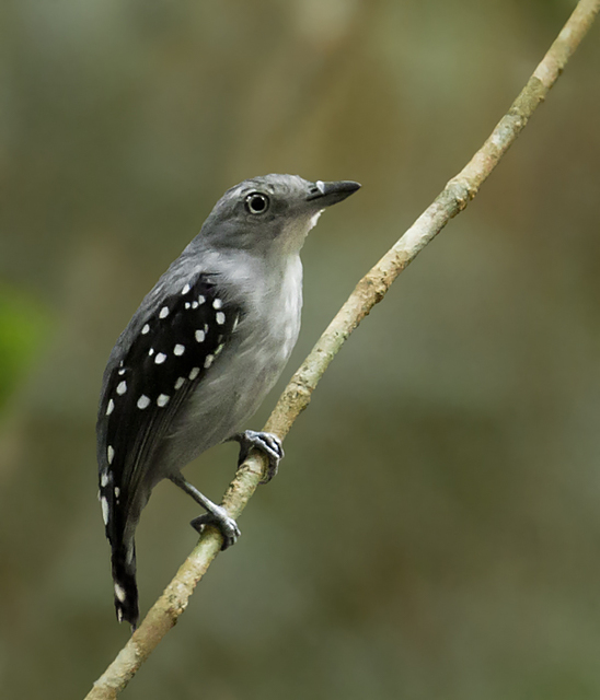 choca-pintada (Megastictus margaritatus) | WikiAves - A Enciclopédia ...