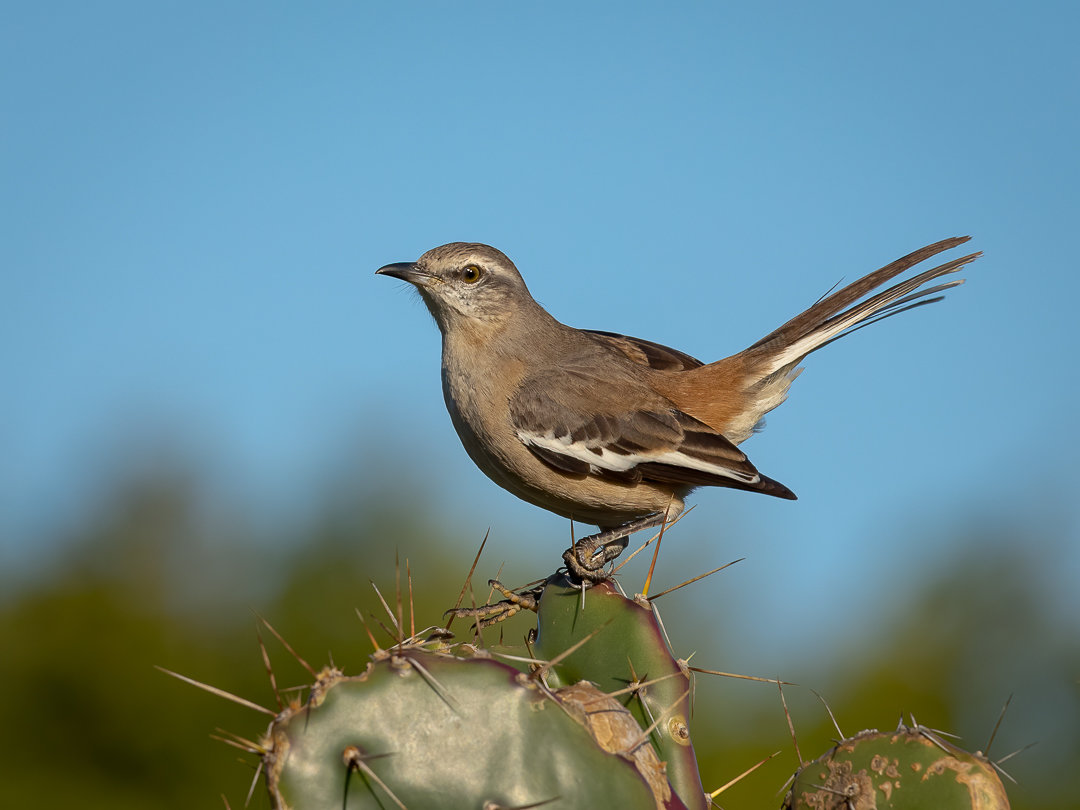 Foto calhandra-de-três-rabos (Mimus triurus) Por Rodrigo Pacheco | Wiki ...