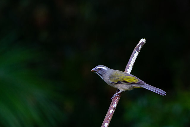 Foto trinca-ferro (Saltator similis) Por Constantino Melo | Wiki Aves ...