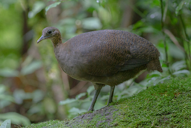Foto macuco (Tinamus solitarius) Por Constantino Melo | Wiki Aves - A ...