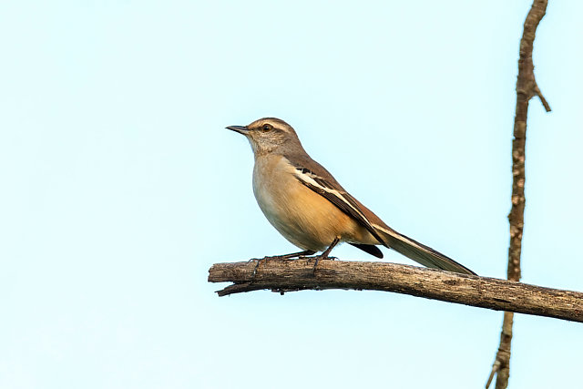 Foto calhandra-de-três-rabos (Mimus triurus) Por Giovan Alex | Wiki ...