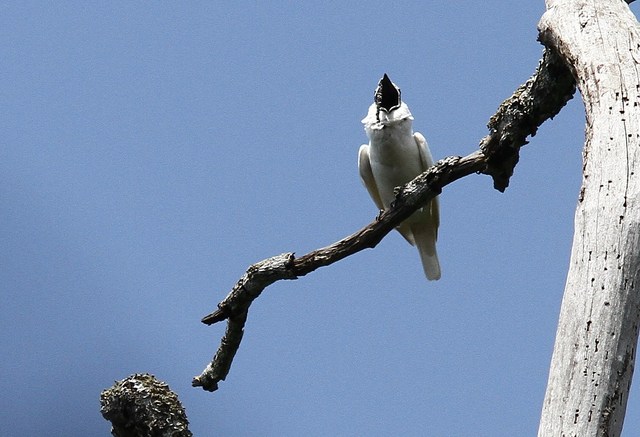 Foto araponga-da-amazônia (Procnias albus) Por Marcelo Barreiros | Wiki ...