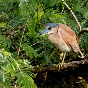 arapapá (Cochlearius cochlearius) | WikiAves - A Enciclopédia das Aves ...