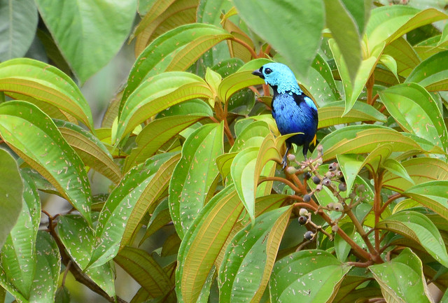 Foto saíra-pintor (Tangara fastuosa) Por Stephen Jones | Wiki Aves - A ...