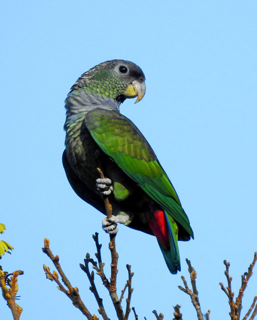 Foto maitaca-verde (Pionus maximiliani) Por Daniel Brazil | Wiki Aves ...