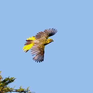 Passerida | WikiAves - A Enciclopédia das Aves do Brasil