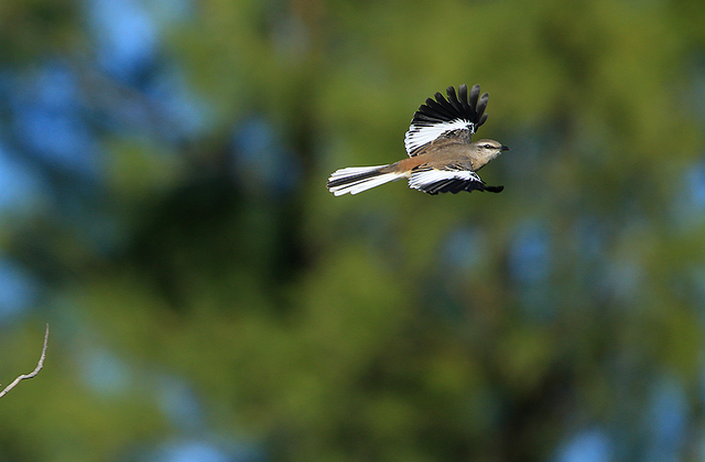 Foto calhandra-de-três-rabos (Mimus triurus) Por João Sérgio Barros ...
