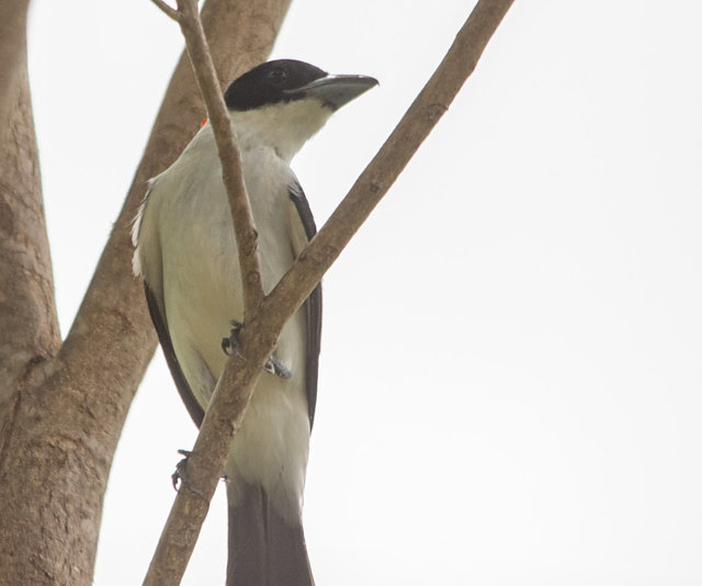 Foto anambé-branco-de-bochecha-parda (Tityra inquisitor) Por José ...