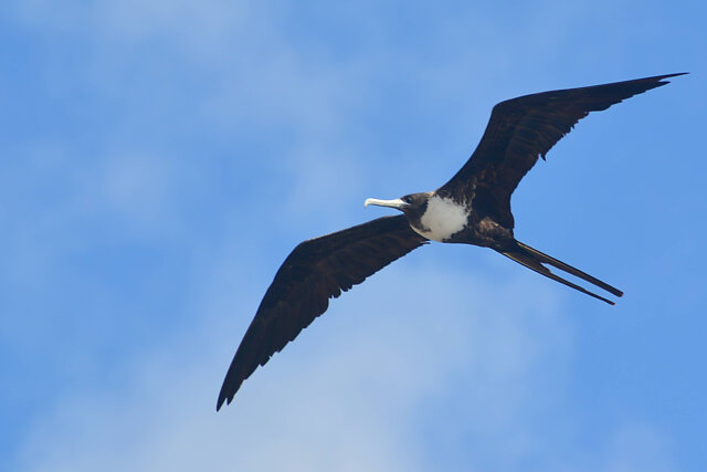 Foto fragata (Fregata magnificens) Por Plácido Andrade | Wiki Aves - A ...