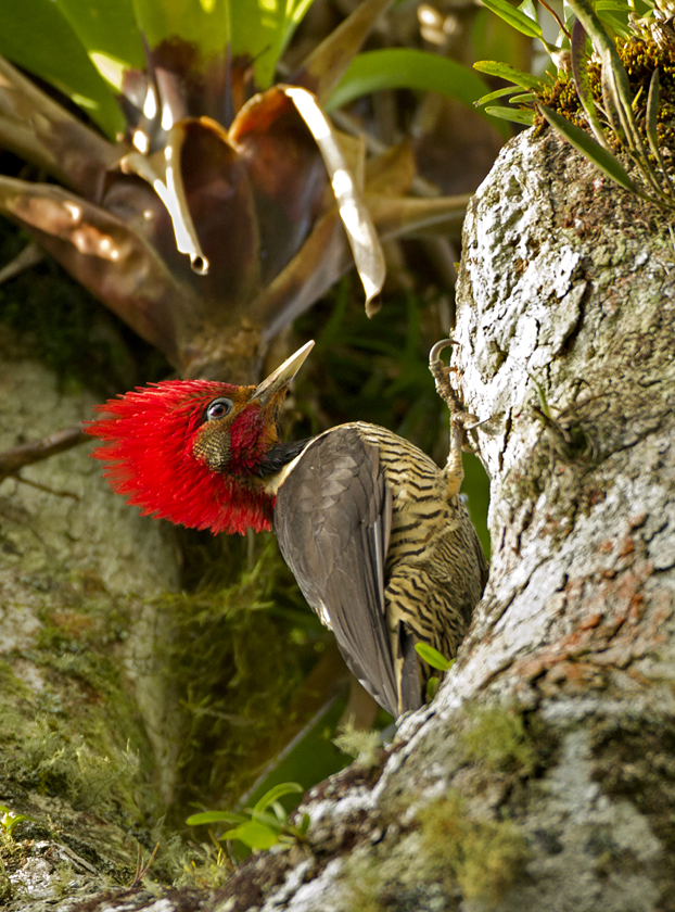 Foto pica-pau-de-cara-canela (Celeus galeatus) Por Ciro Albano | Wiki Aves - A Enciclopédia das ...