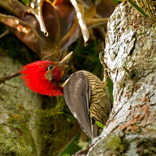 pica-pau-de-cara-canela (Celeus galeatus) | WikiAves - A Enciclopédia das Aves do Brasil