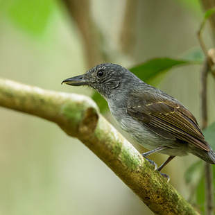 choca-murina (Thamnophilus murinus) | WikiAves - A Enciclopédia das ...