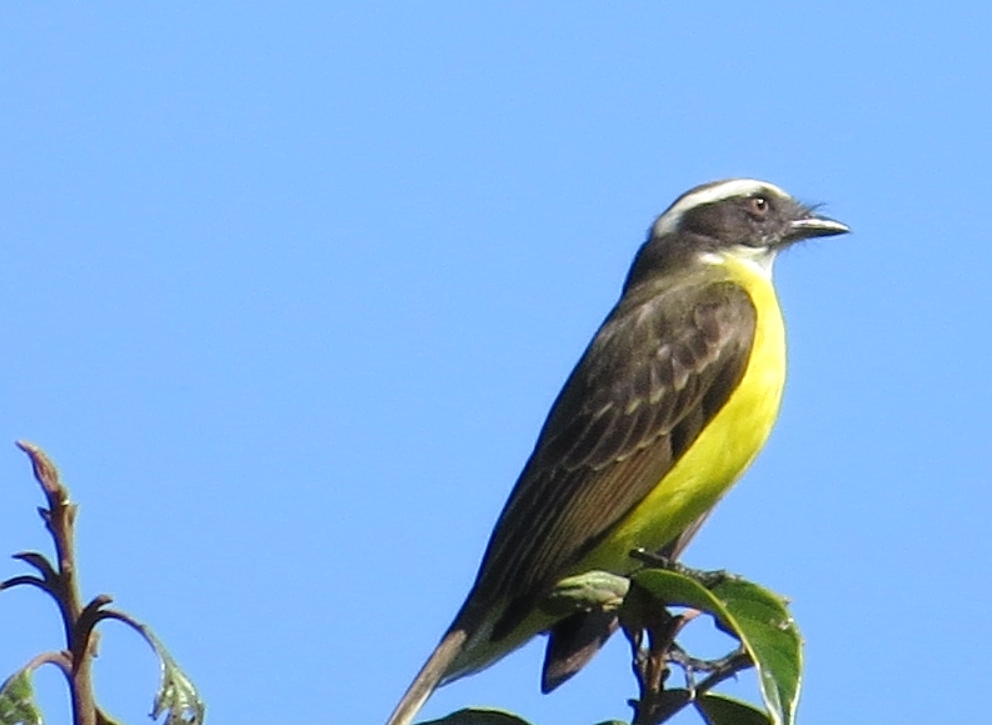 Foto bentevizinho-de-penacho-vermelho (Myiozetetes similis) Por Nelci ...