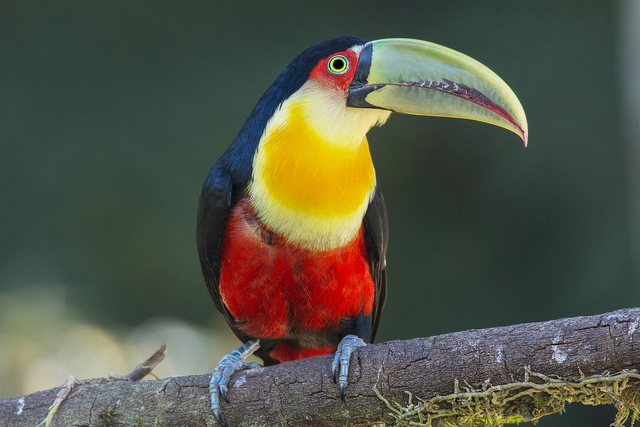 Foto tucano-de-bico-verde (Ramphastos dicolorus) Por Admilson Gomes ...