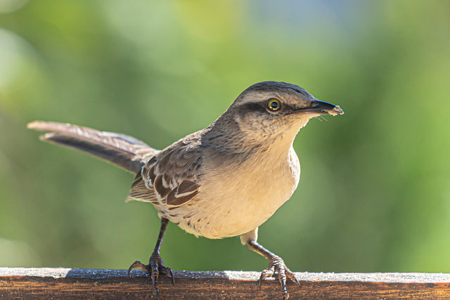 Foto sabiá-do-campo (Mimus saturninus) Por Caio Adriel Gonçalves | Wiki ...