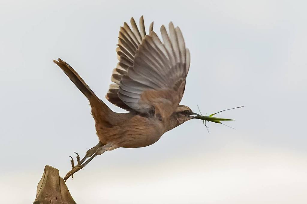 Foto sabiá-do-campo (Mimus saturninus) Por Hudson Martins | Wiki Aves ...