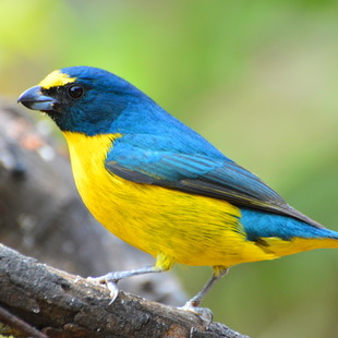 cais-cais (Euphonia chalybea) | WikiAves - A Enciclopédia das Aves do ...
