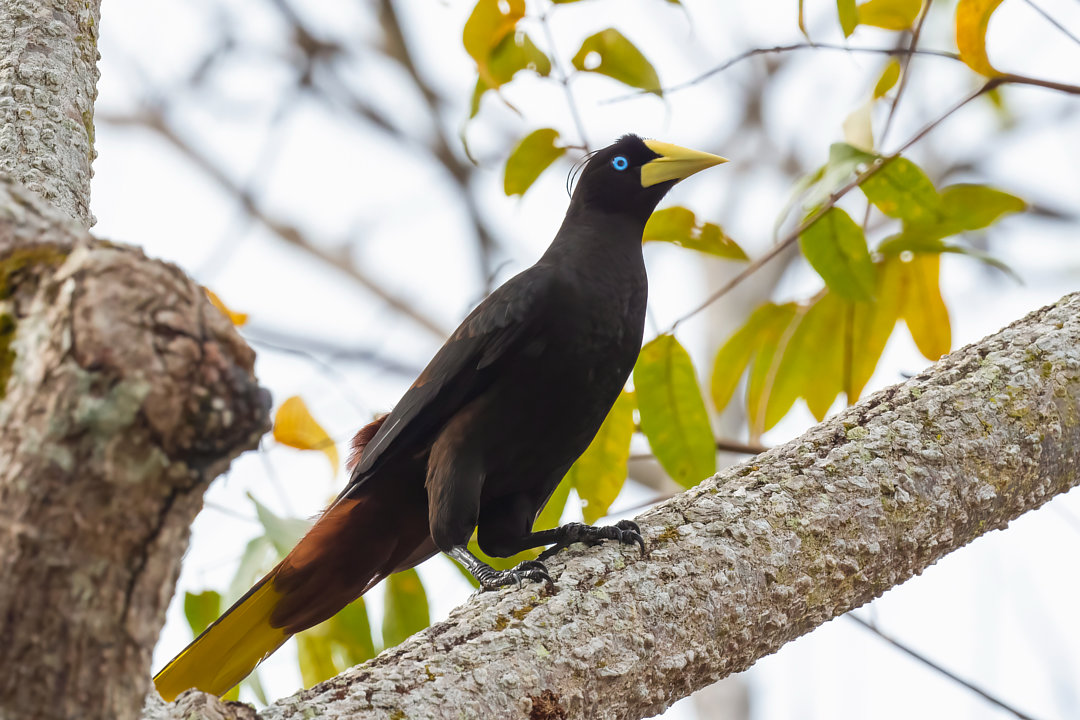 Foto japu (Psarocolius decumanus) Por Marcelo Telles | Wiki Aves - A Enciclopédia das Aves do Brasil