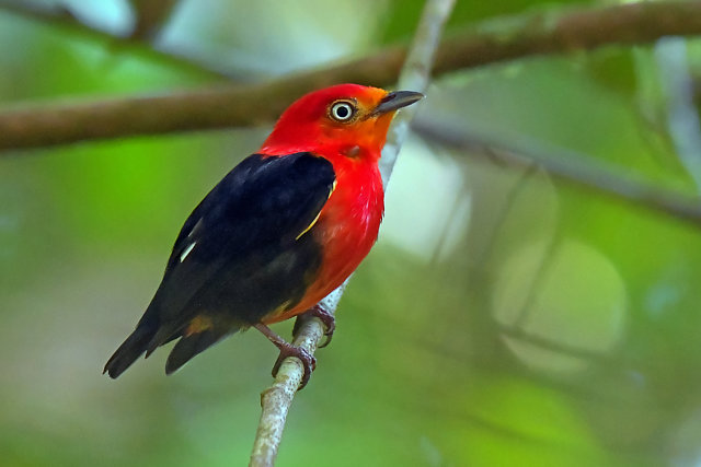 Foto uirapuru-vermelho (Pipra aureola) Por Rudimar Cipriani | Wiki Aves ...