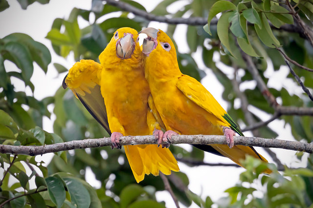 Foto ararajuba (Guaruba guarouba) Por Roberval Costa | Wiki Aves - A ...