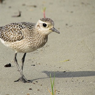 Charadriiformes | WikiAves - A Enciclopédia das Aves do Brasil